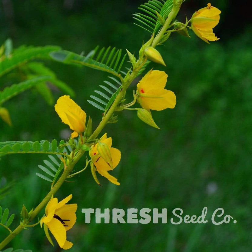 Partridge Pea- Thresh Seed Co.