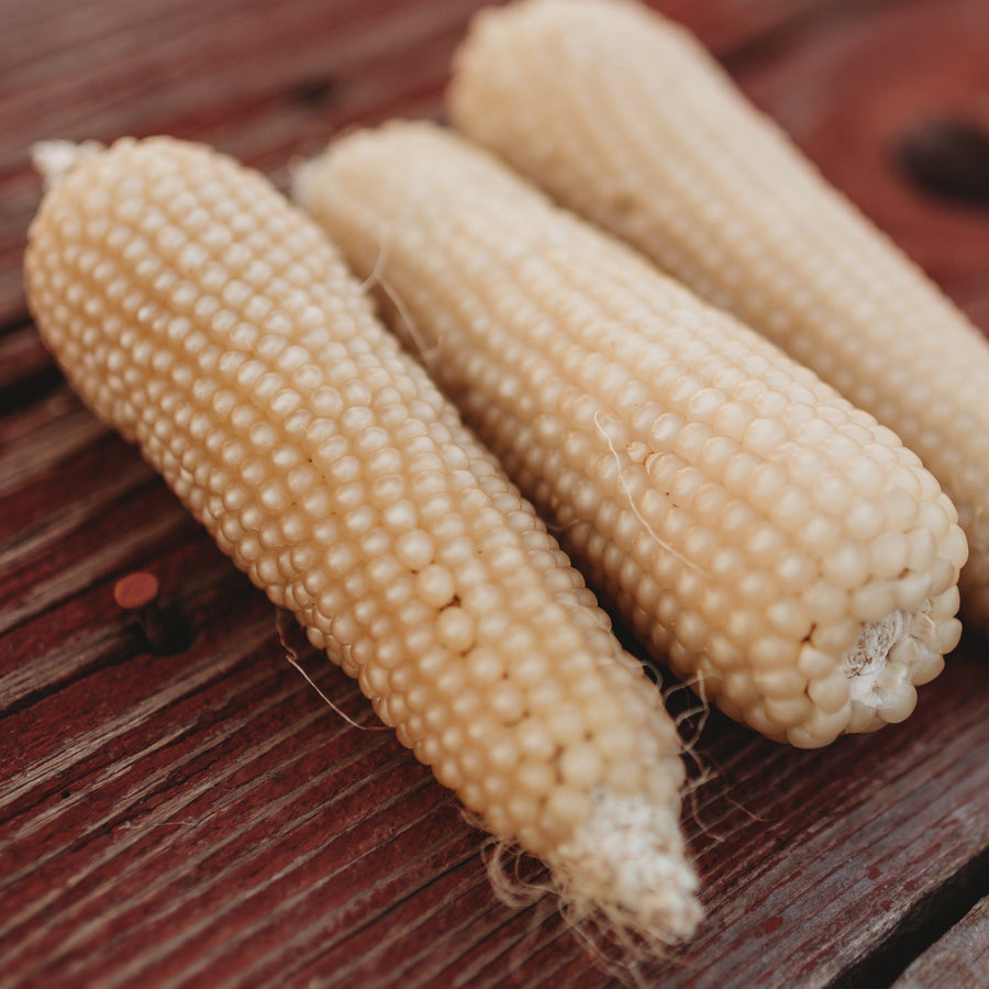 Heirloom Popcorn Seeds - Thresh Seed Co.