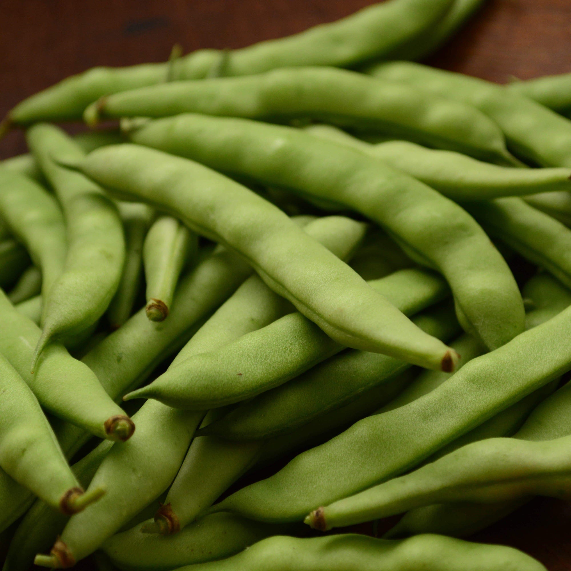 Pine Mountain Greasy Bean - Thresh Seed Co.