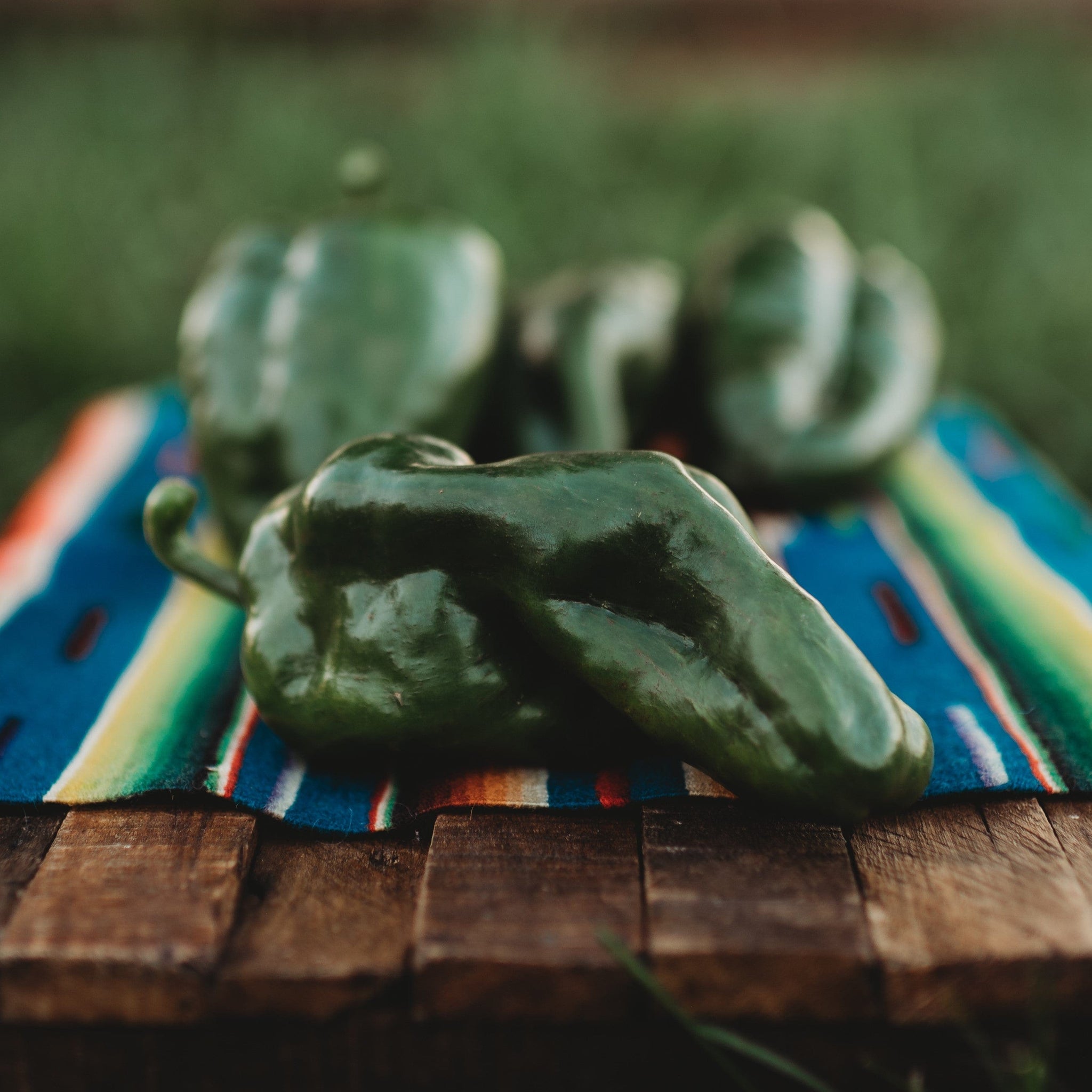 Poblano Ancho Gigantea Chile Pepper - Thresh Seed Co.