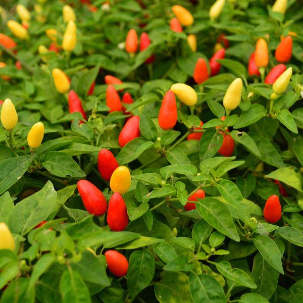 Prairie Fire Chile Pepper – Thresh Seed Co.