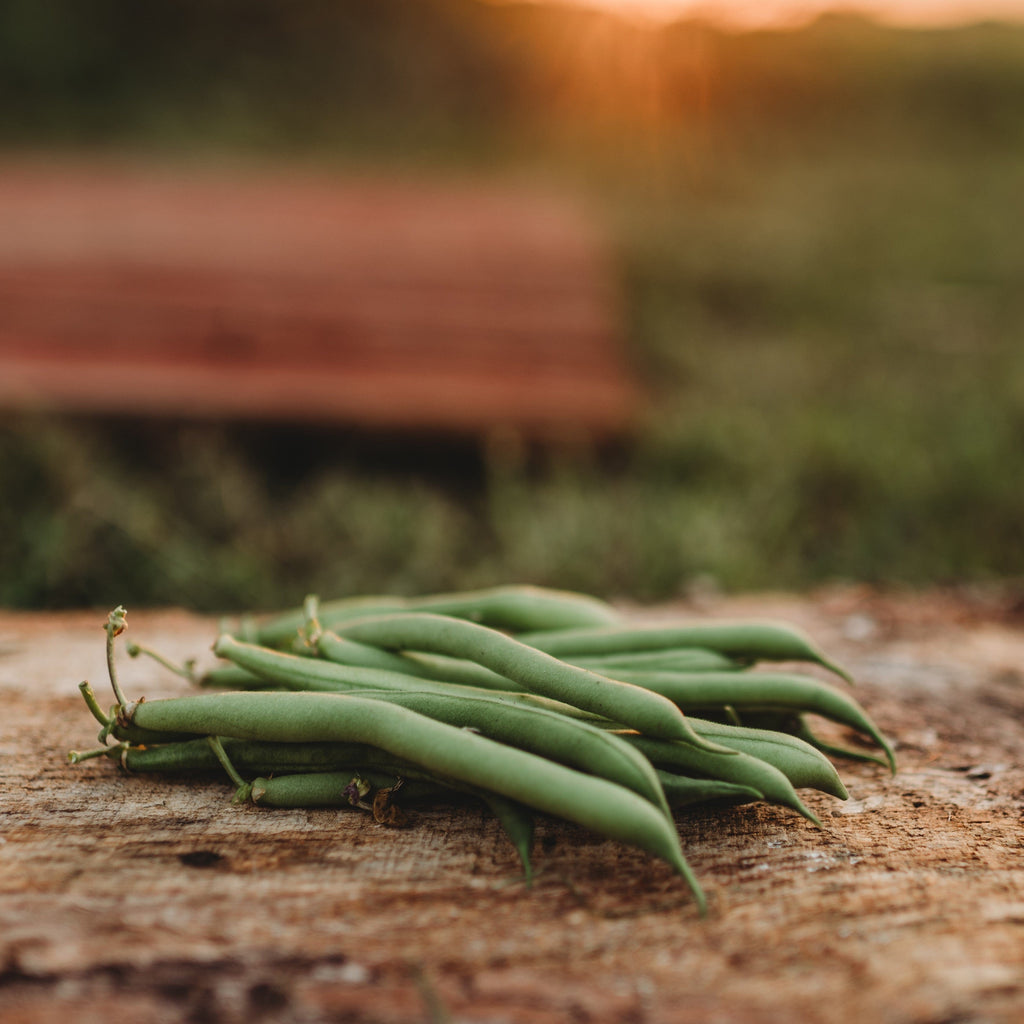 Provider Snap Green Bean – Thresh Seed Co.