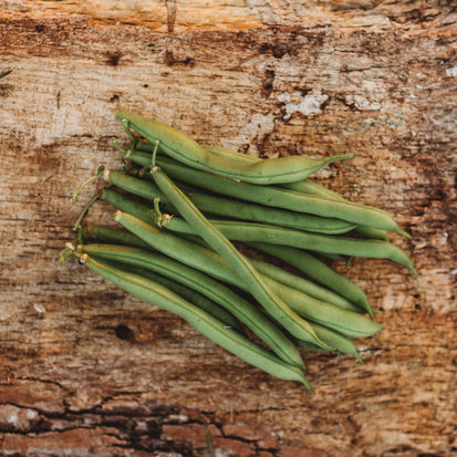 Heirloom Green Bean Seeds - Thresh Seed Co.