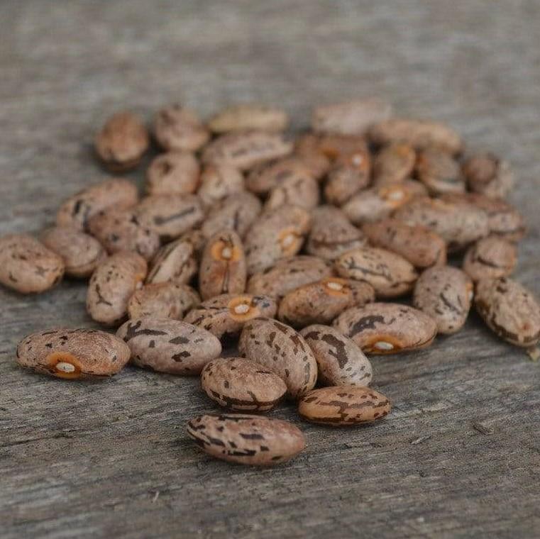 Rattlesnake Bean - Thresh Seed Co.