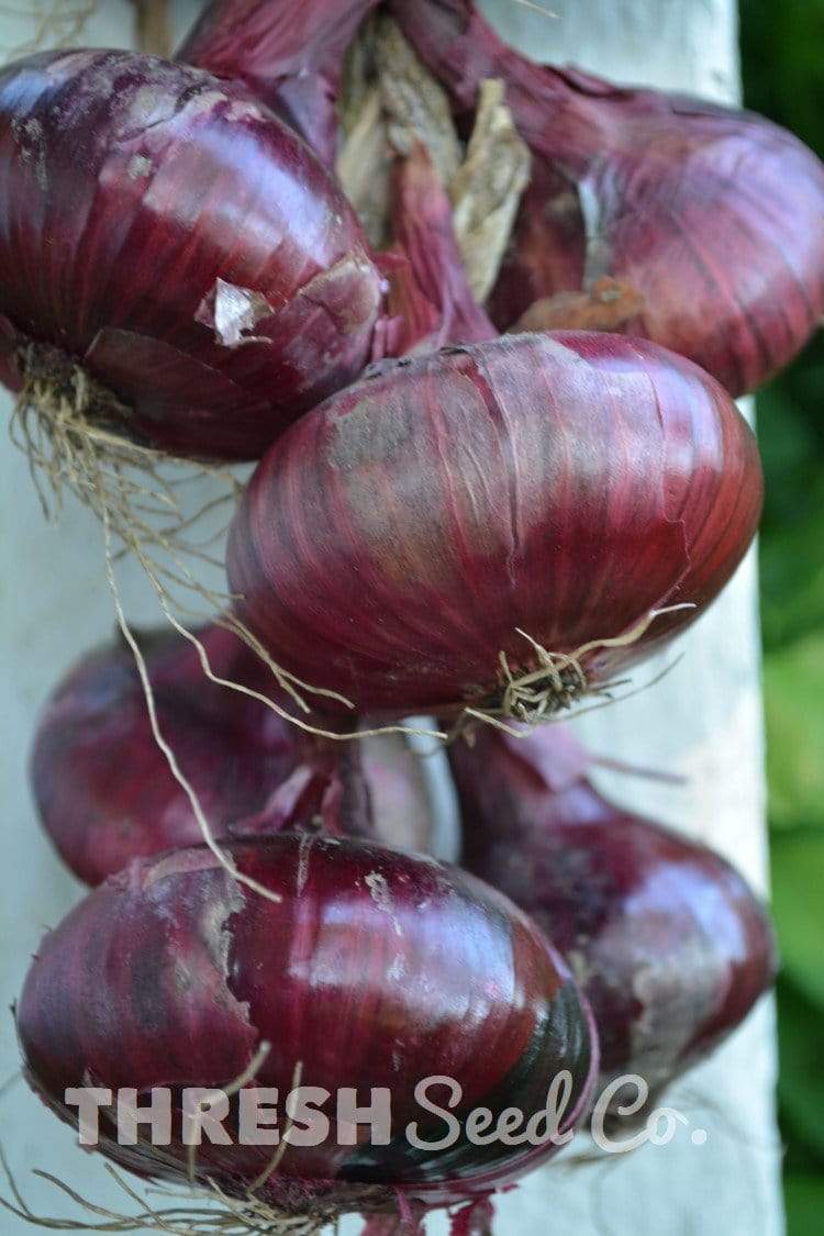 Red Cipollini Onion - Thresh Seed Co.