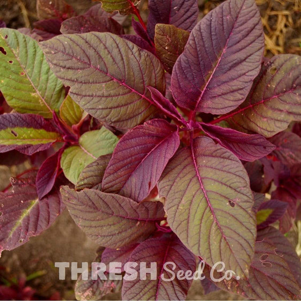 Red Garnet Amaranth – Thresh Seed Co.