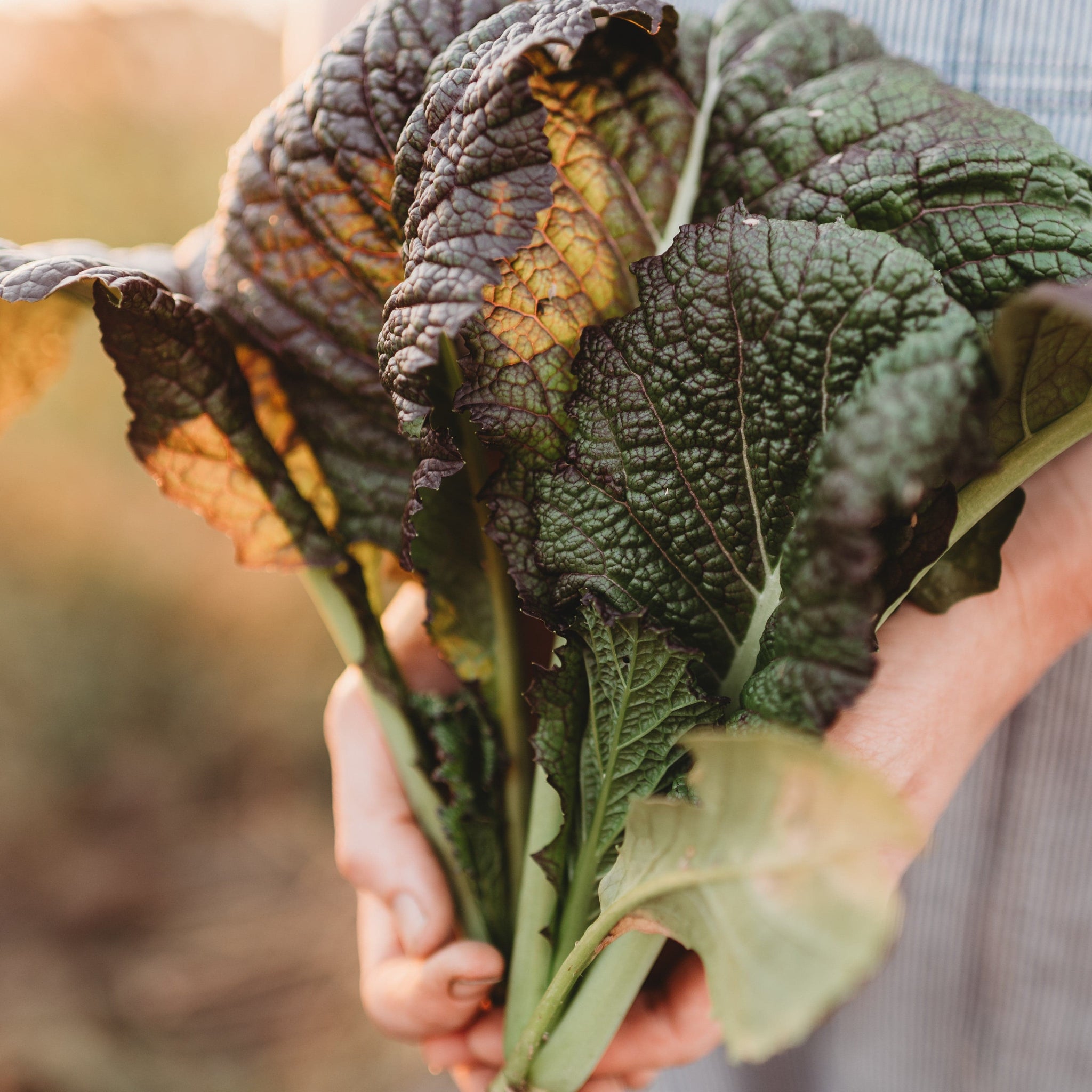 Red Giant Mustard - Thresh Seed Co.