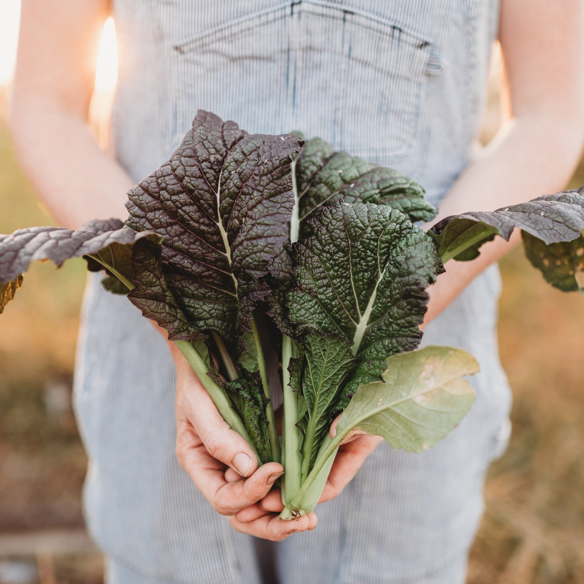 Red Giant Mustard - Thresh Seed Co.