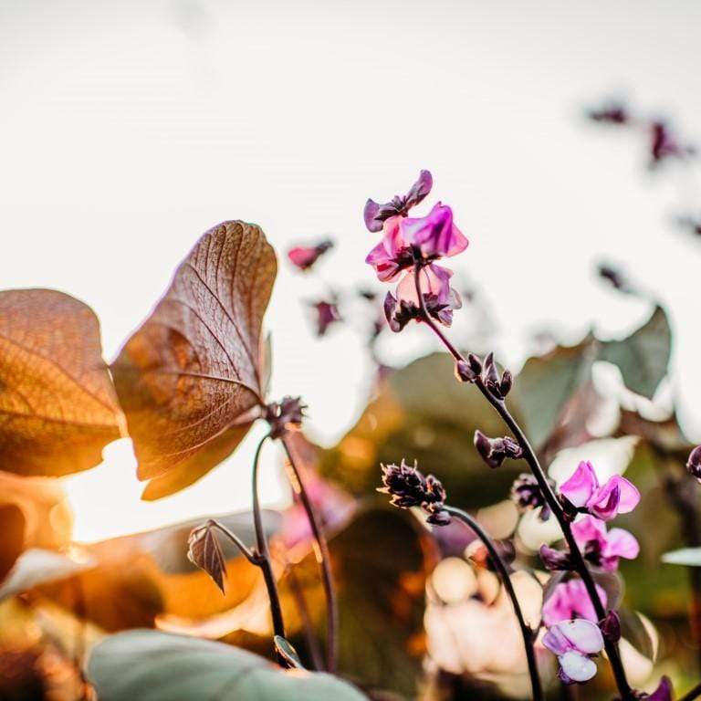Ruby Moon Hyacinth Bean Vine Thresh Seed Co 8430