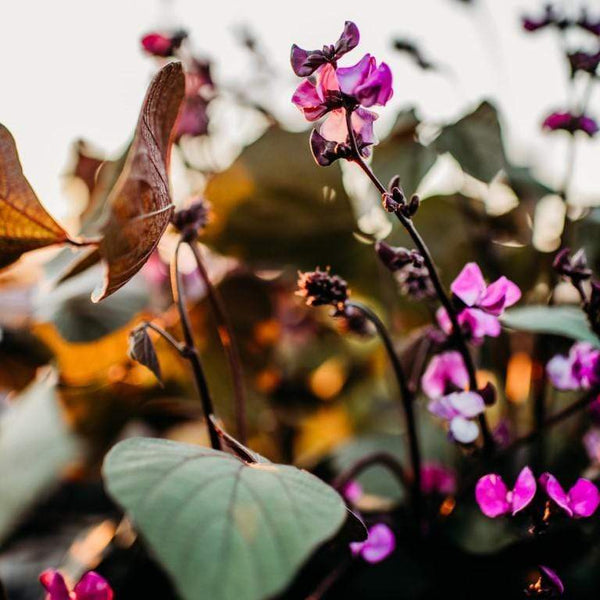 Ruby Moon Hyacinth Bean Vine – Thresh Seed Co.