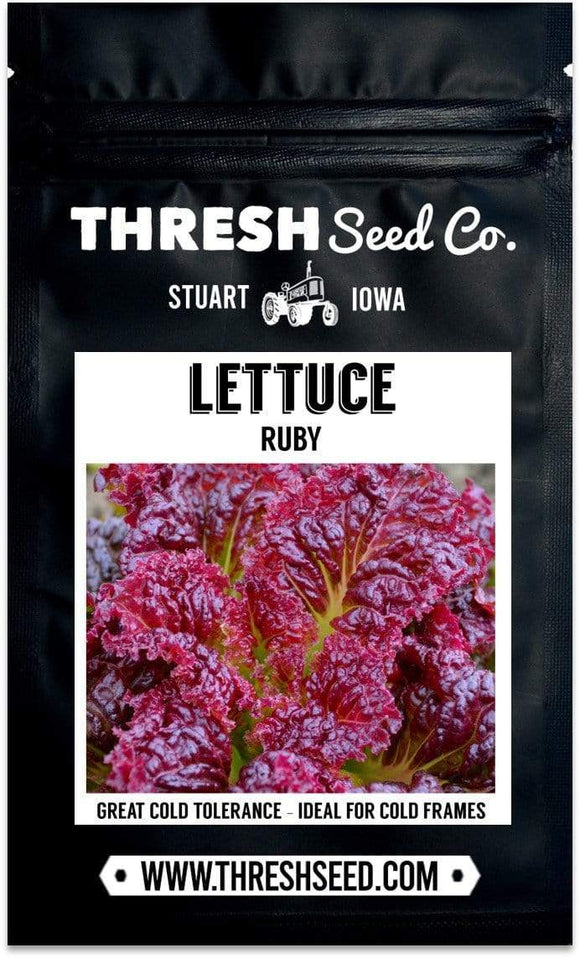 Ruby Red Leaf Lettuce - Thresh Seed Co.