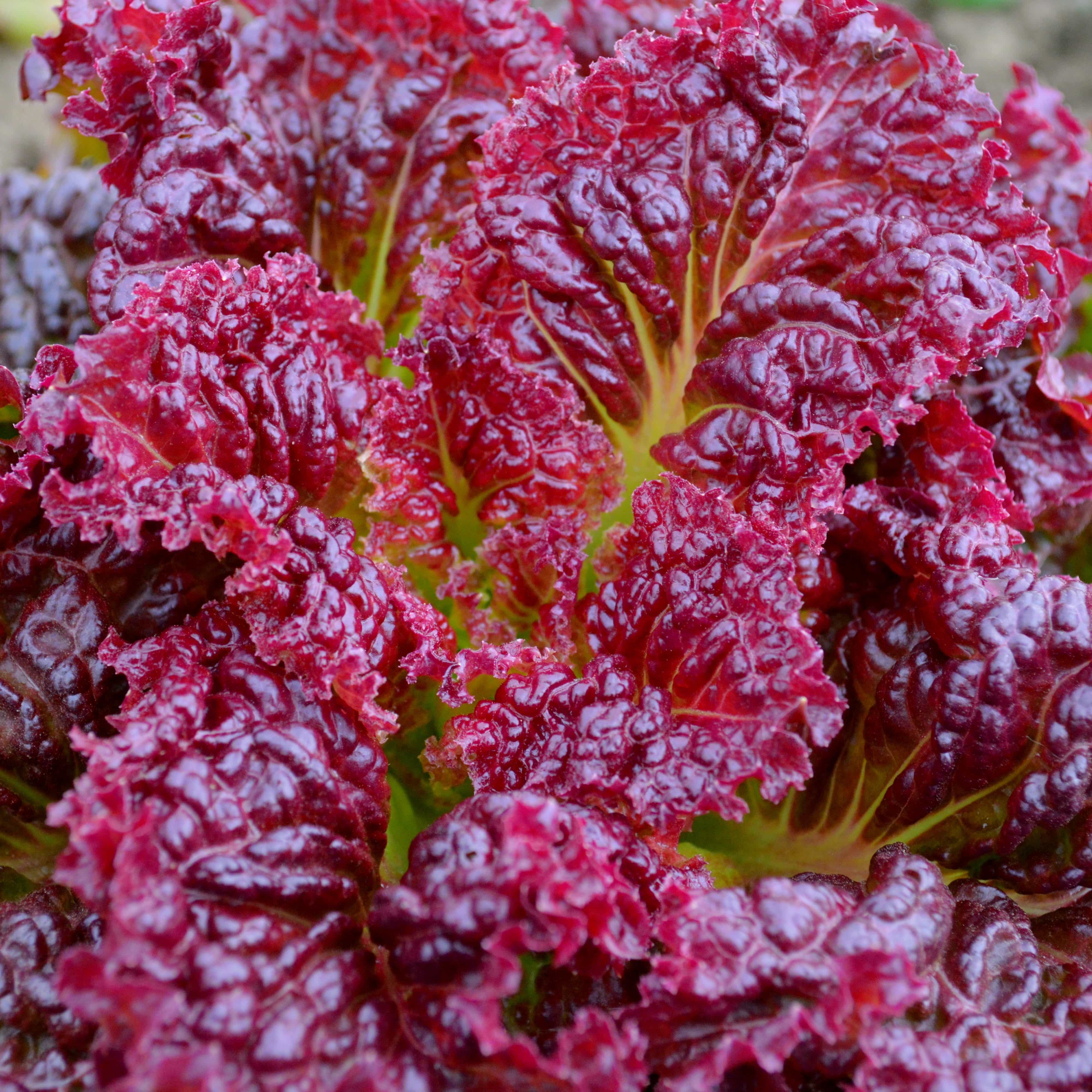 Heirloom Lettuce Seeds - Leafy, Butterhead, and Romaine Lettuce ...