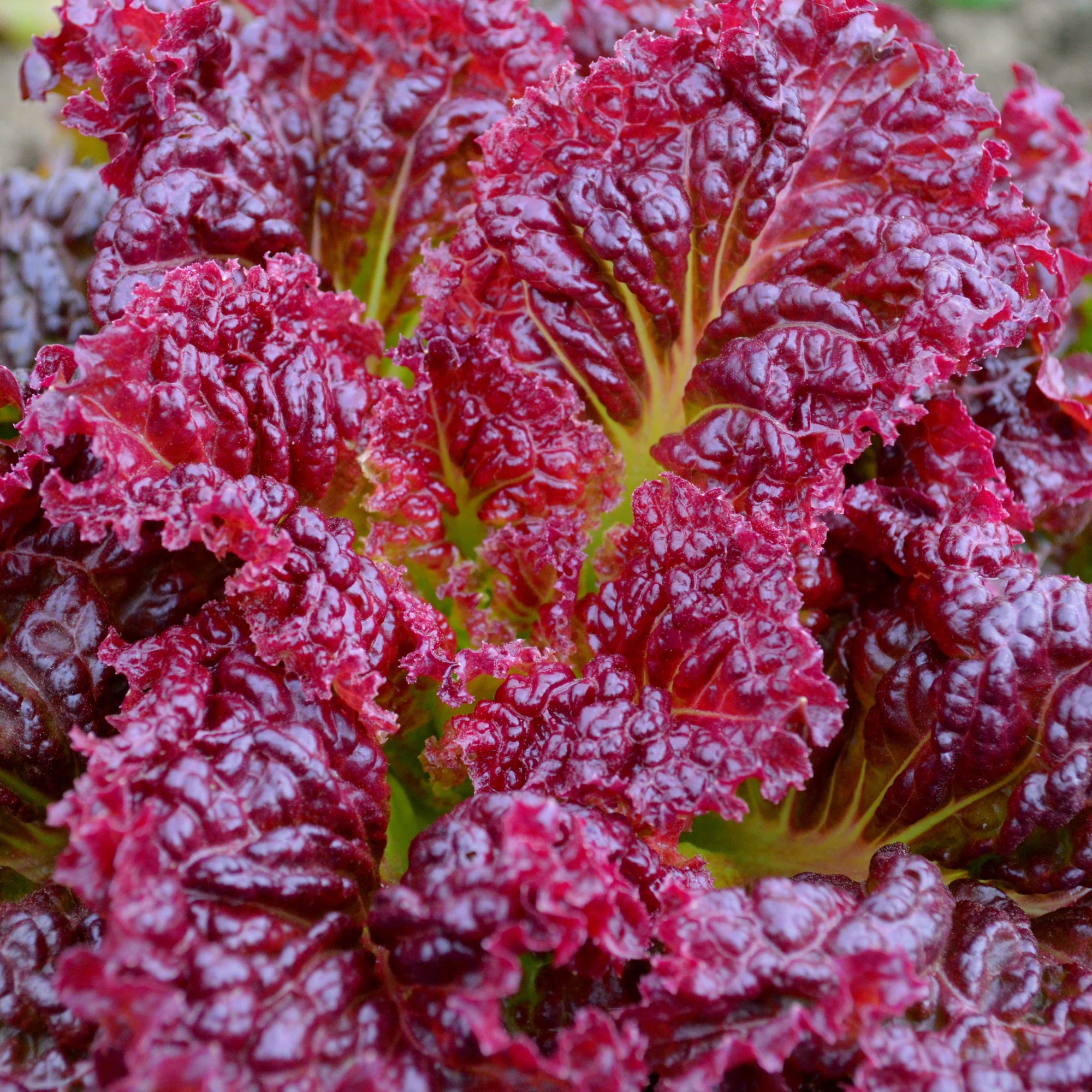 Ruby Red Leaf Lettuce - Thresh Seed Co.