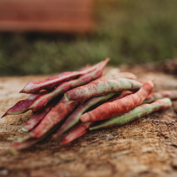 Appalachian Beans- Thresh Seed Co.