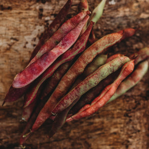 Scotty Taylor Fall Bean - Thresh Seed Co.