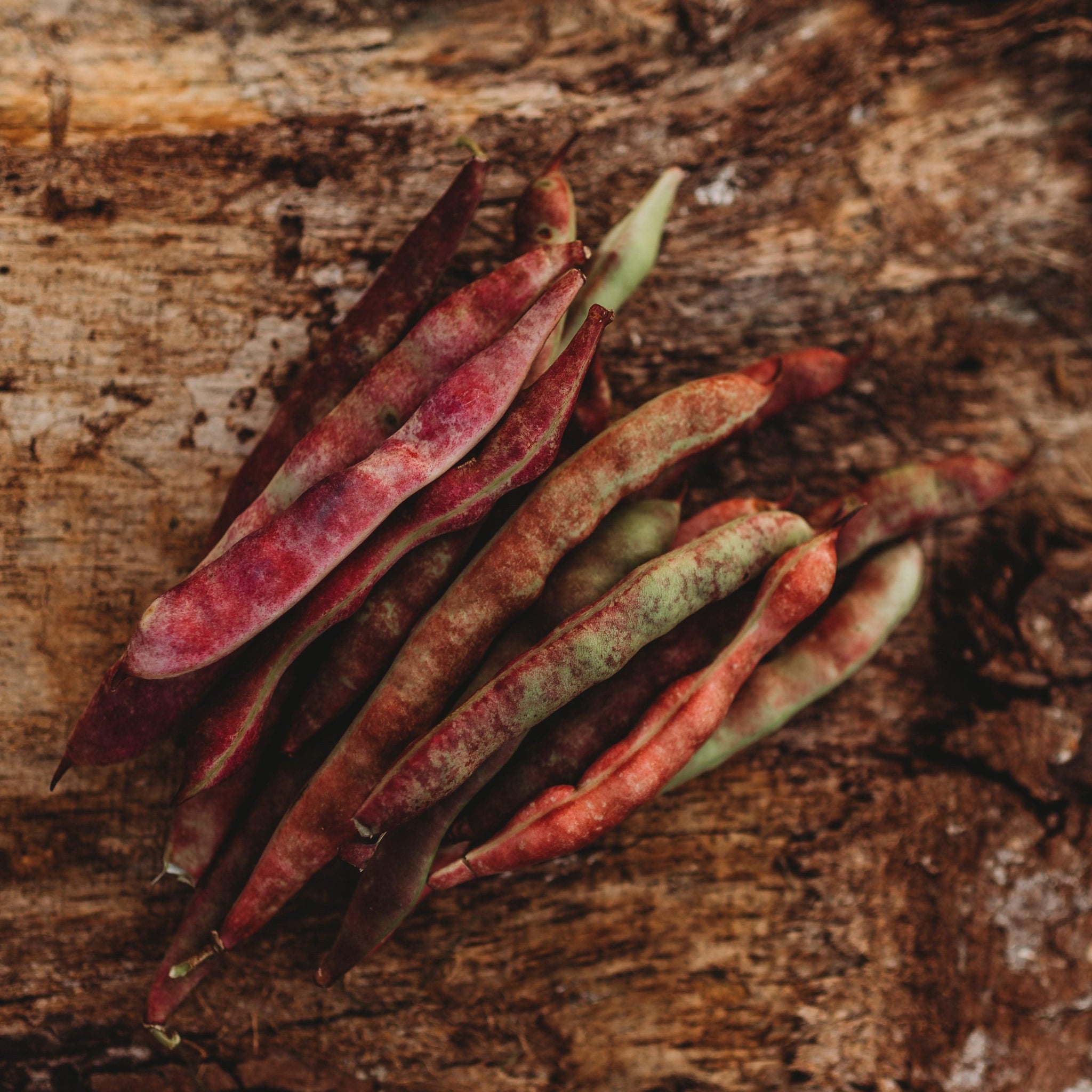 Scotty Taylor Fall Bean - Thresh Seed Co.