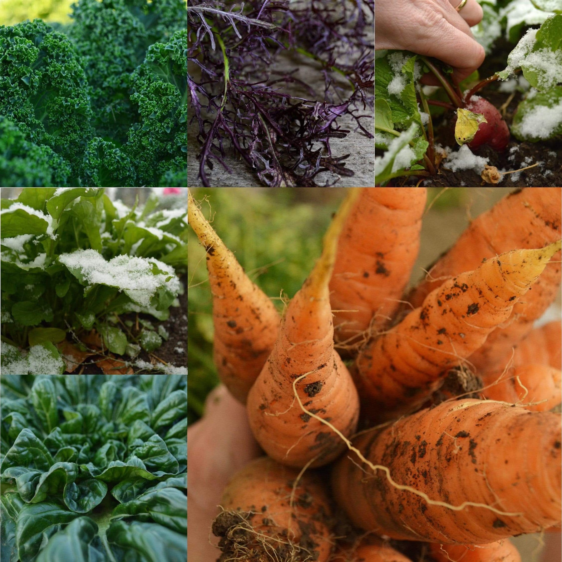 Rare Gems Seed Collection - Thresh Seed Co.