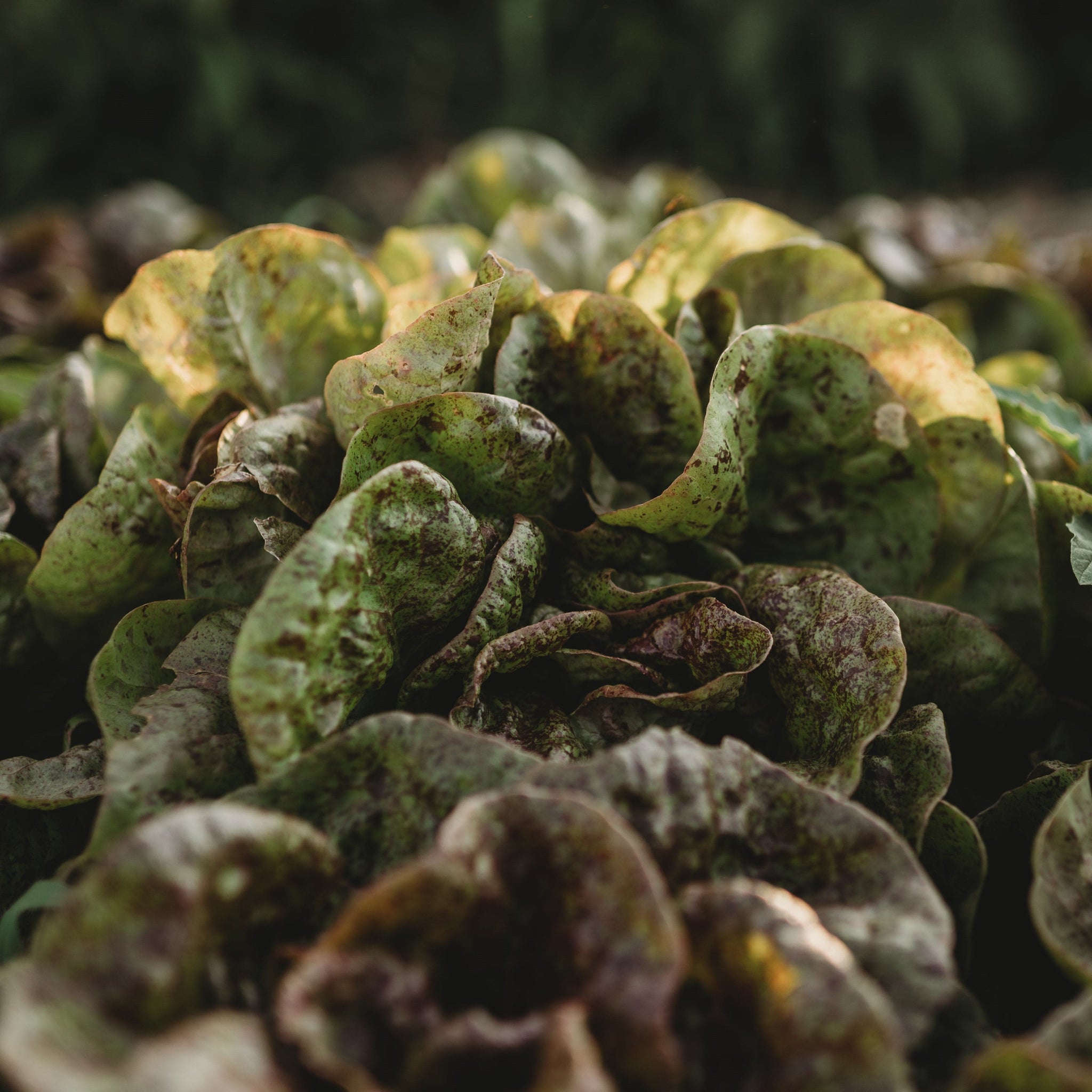 Speckled Butterhead Lettuce - Thresh Seed Co.