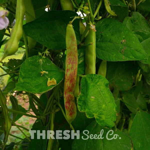 Speckled Cranberry Shelling Bean (October Bean) – Thresh Seed Co.