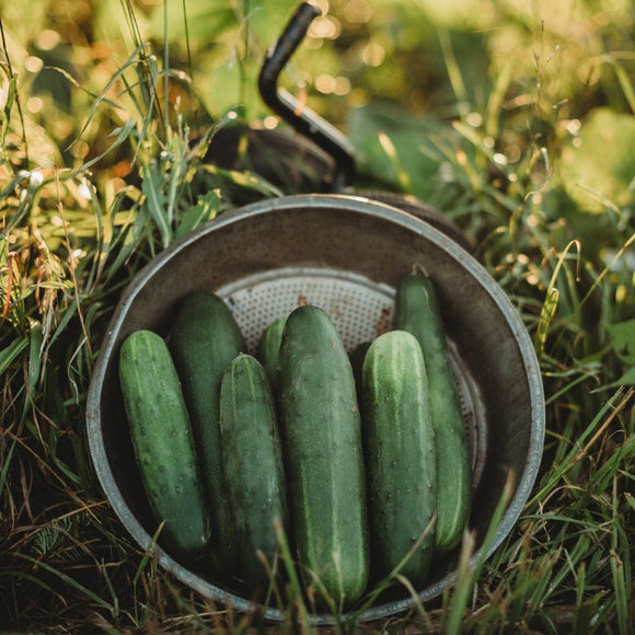 Straight 8 Cucumber - Thresh Seed Co.