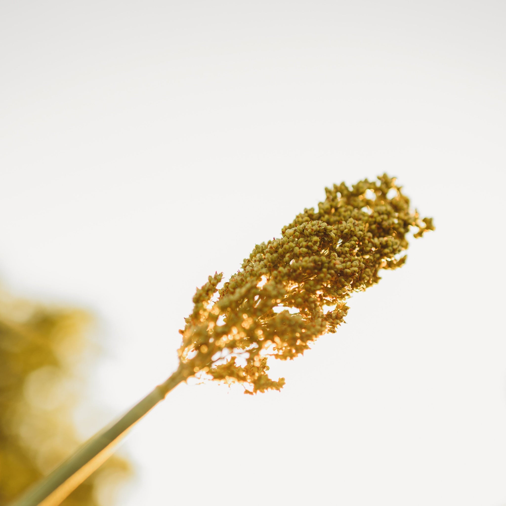 Sumac Sugar/Sweet Cane Sorghum - Thresh Seed Co.