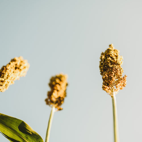Heirloom Sorghum Seeds - Thresh Seed Co.