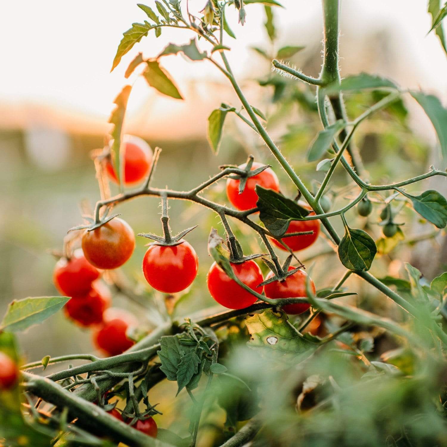 Sweetie Cherry Tomato - Thresh Seed Co.