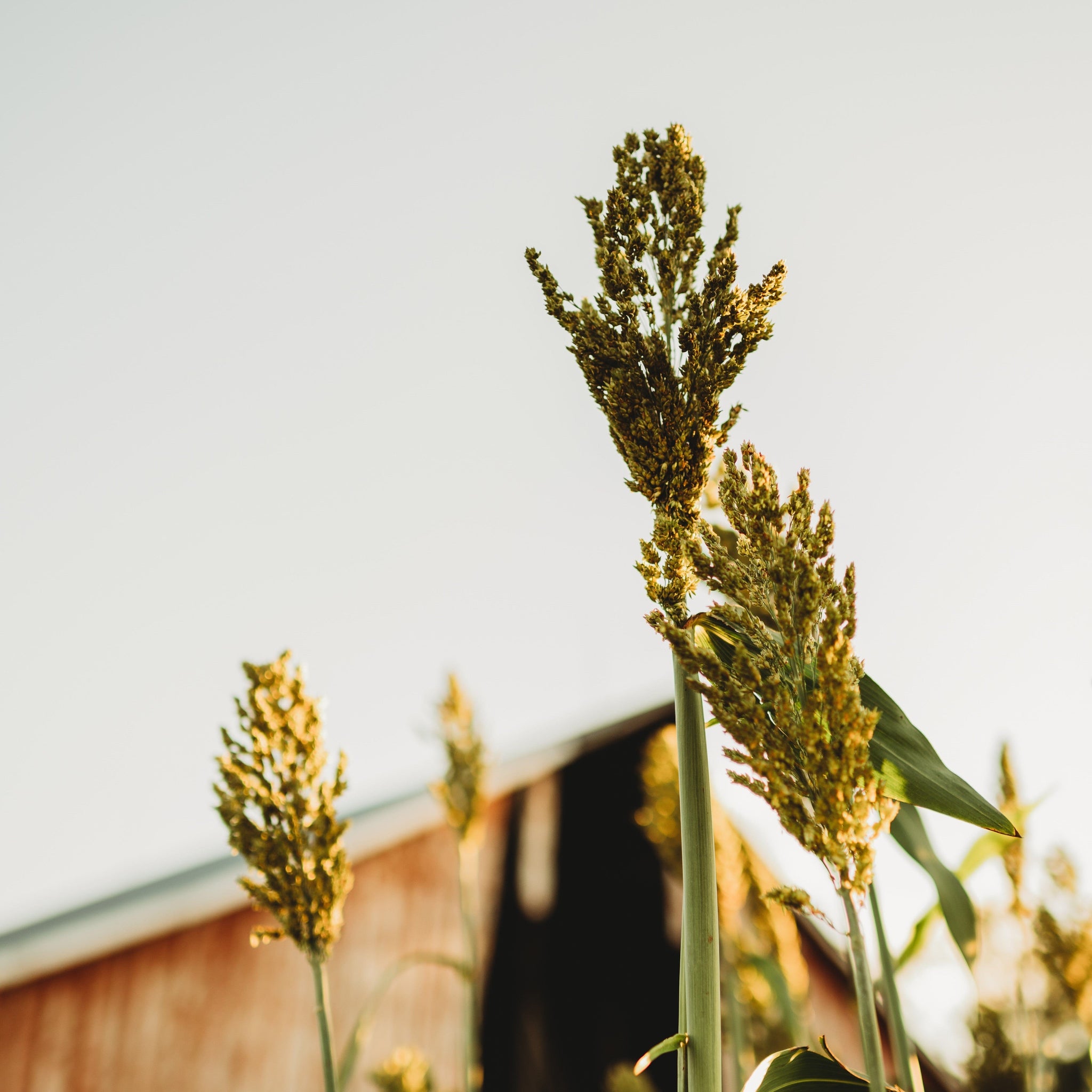 Texas Seeded Ribbon (Gooseneck) Sweet Cane/Syrup Sorghum - Thresh Seed Co.