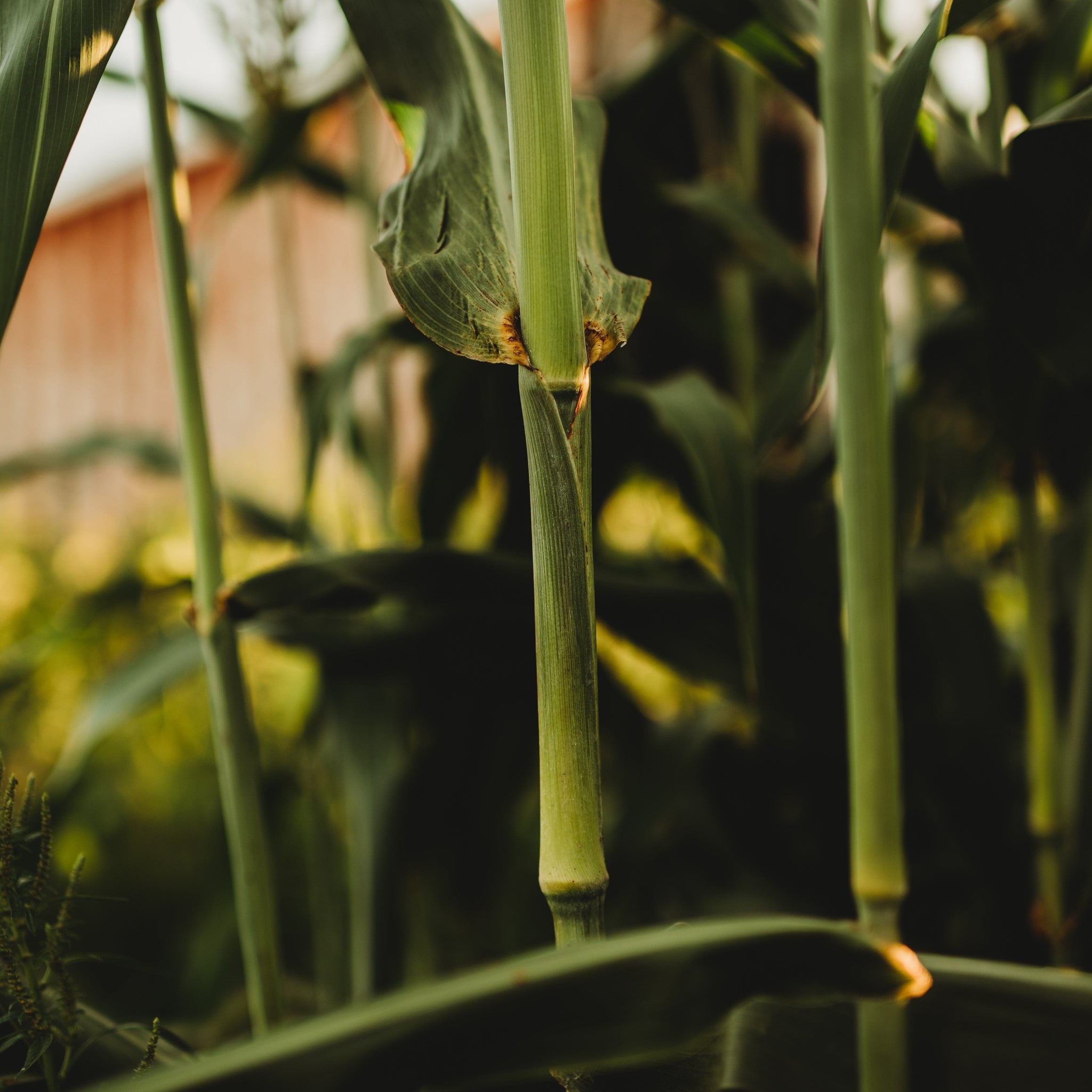 Texas Seeded Ribbon (Gooseneck) Sweet Cane/Syrup Sorghum - Thresh Seed Co.