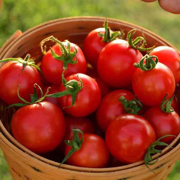 Tommy Toe Tomato - Thresh Seed Co.