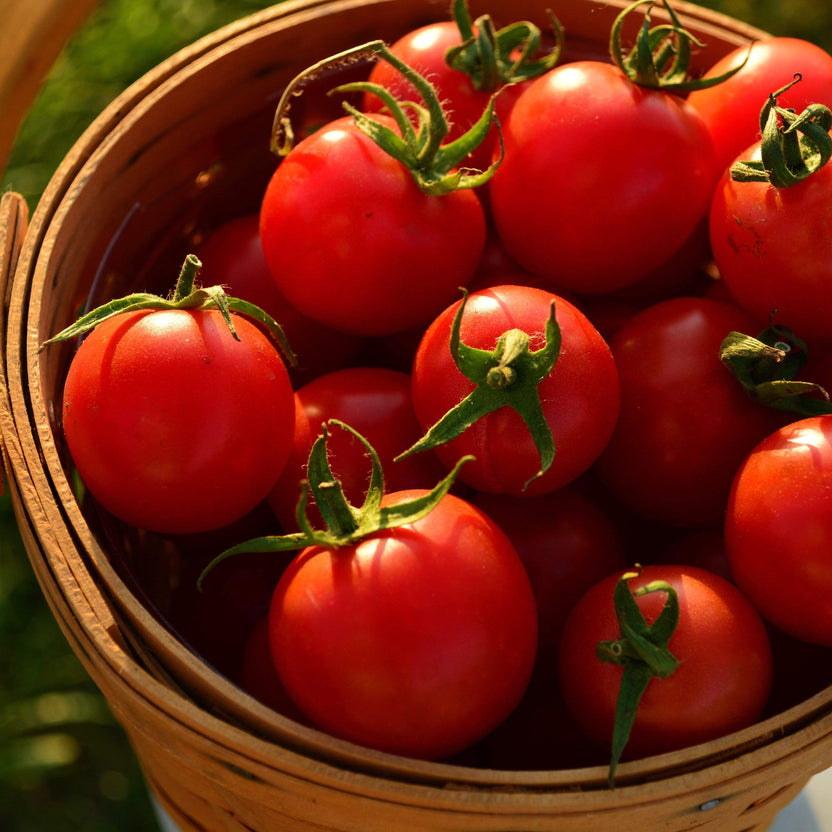 Tommy Toe Tomato - Thresh Seed Co.