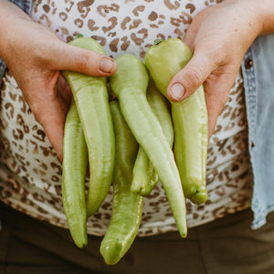 Surmeli Turkish Sweet Pepper Seeds- Thresh Seed Co.