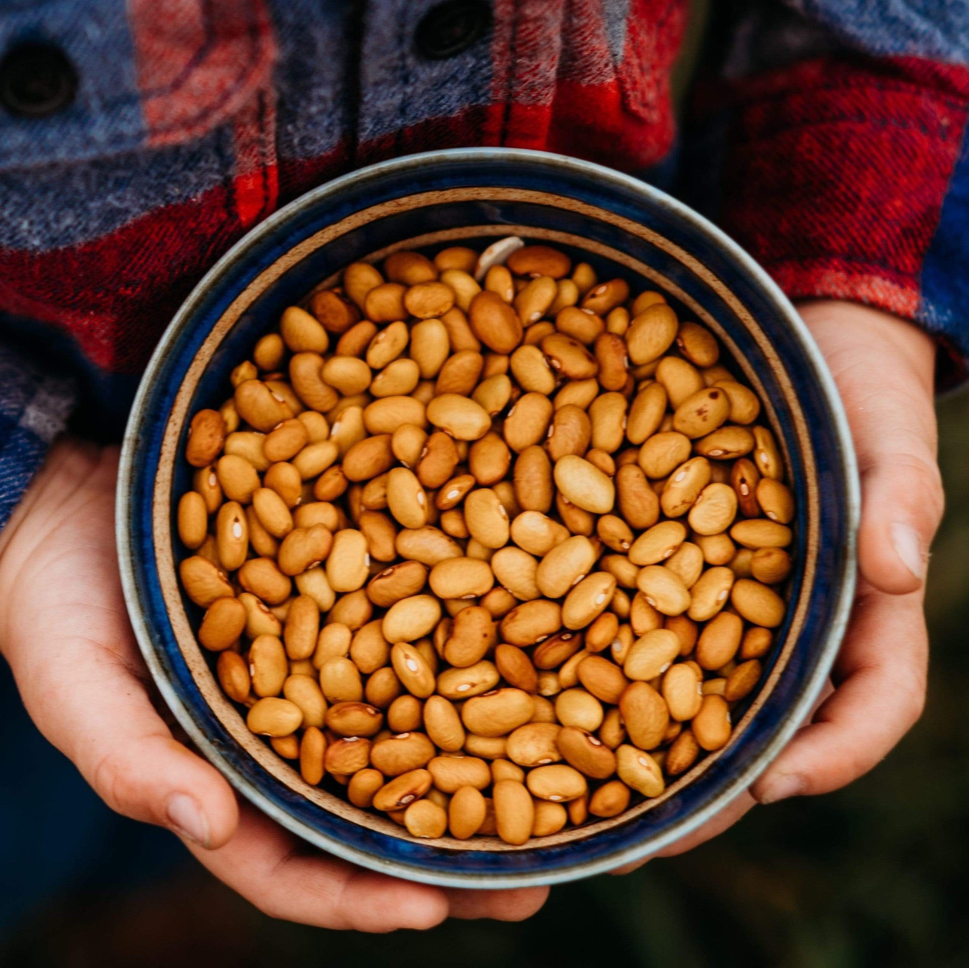 Yellow Indian Woman Shelling Bean- Thresh Seed Co.